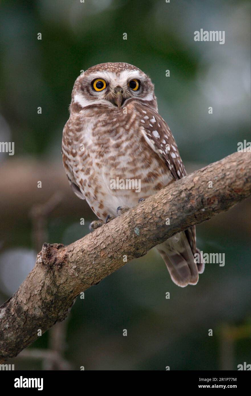 Athene brama indica hi-res stock photography and images - Alamy