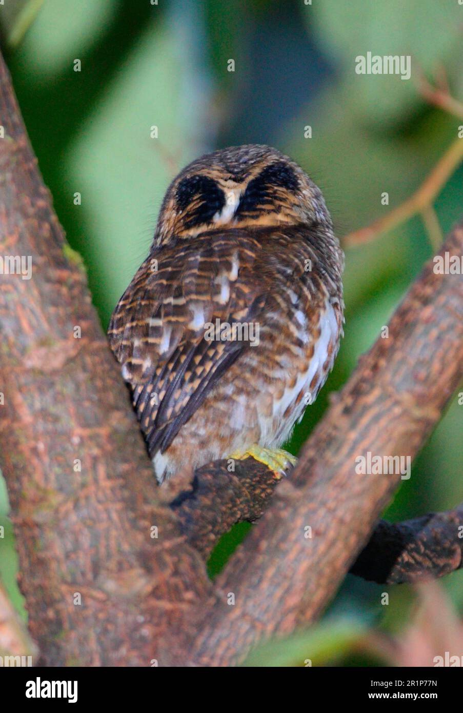 Collared Owlet (Glaucidium brodiei brodiei) adult, rear view of head ...