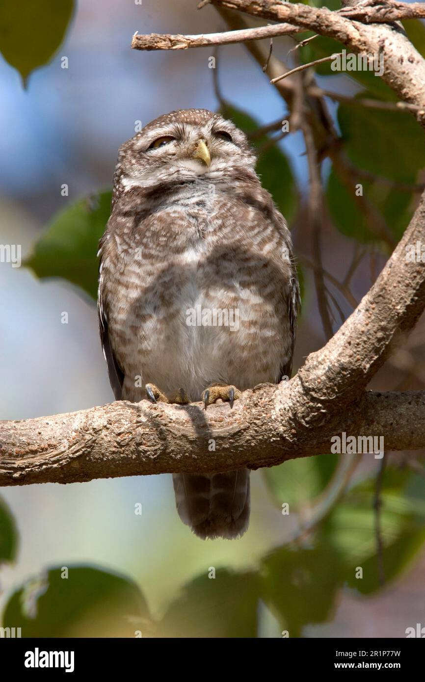 Brahma Owl, spotted owlet (Athene brama), Brahma Owls, Brahma Owls ...