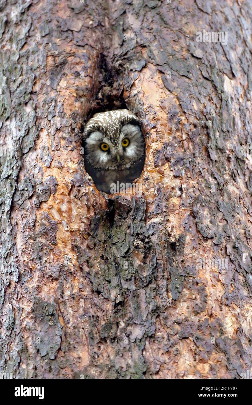 Tengmalm's Owl adult, looking out from nesthole in pine tree, Central ...