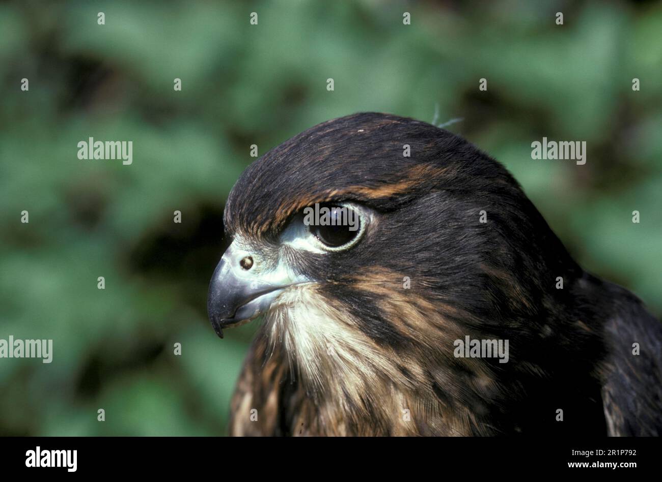 Maori falcons hi-res stock photography and images - Alamy