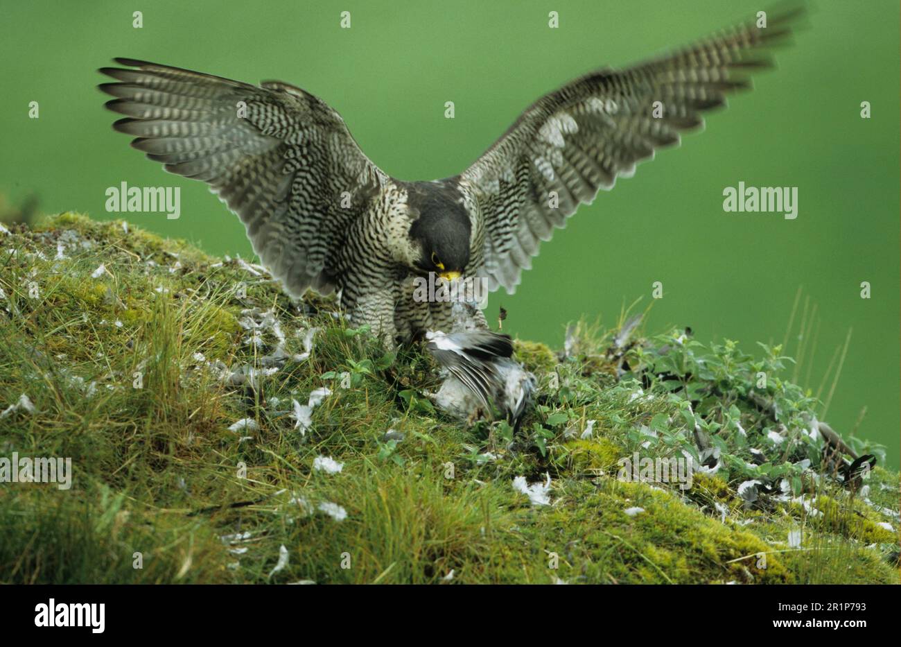 Peregrine falcon (Falco peregrinus) Burrowing Pigeon Stock Photo - Alamy
