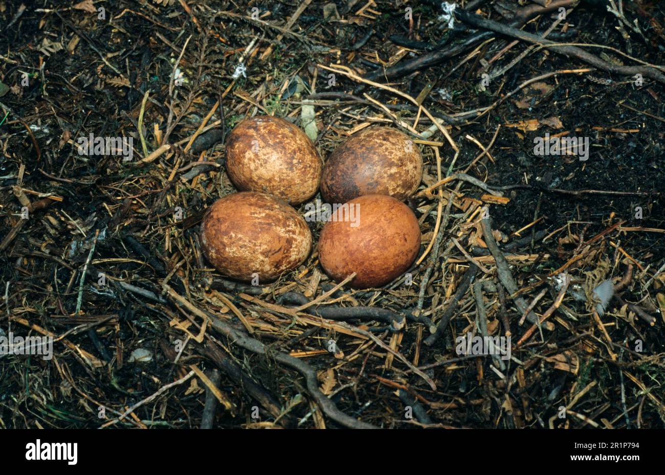 Peregrine falcons (Falco peregrinus), Falcon, Birds of Prey, Animals ...