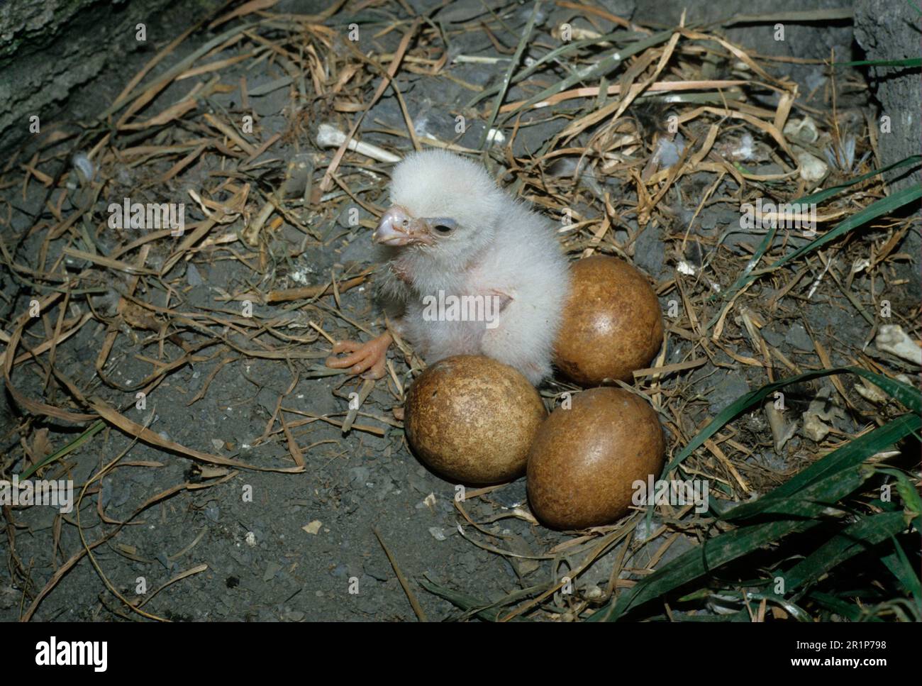 Peregrine falcon (Falco peregrinus) Nest with eggs and one chick ...