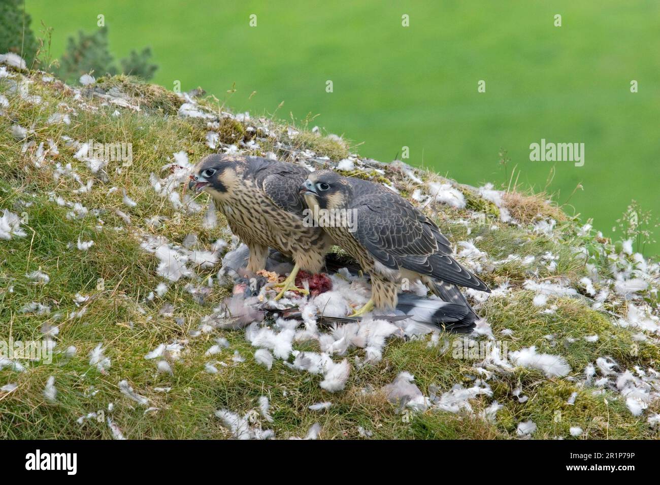 Peregrine falcon (Falco peregrinus) two fledglings at the plucking site ...