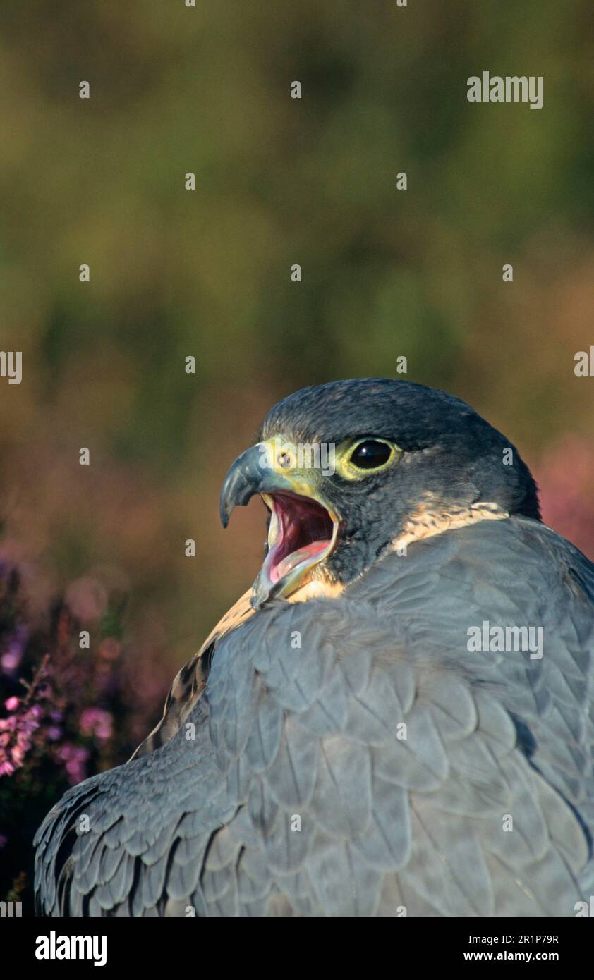 Peregrine falcon head shot hi-res stock photography and images - Alamy