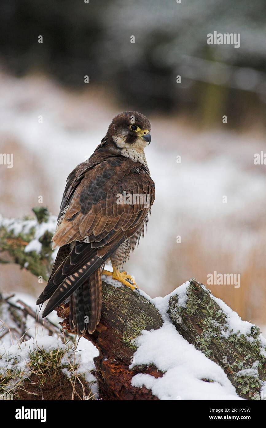 Peregrine Falcon (Falco peregrinus) adult female on lookout, on stump ...