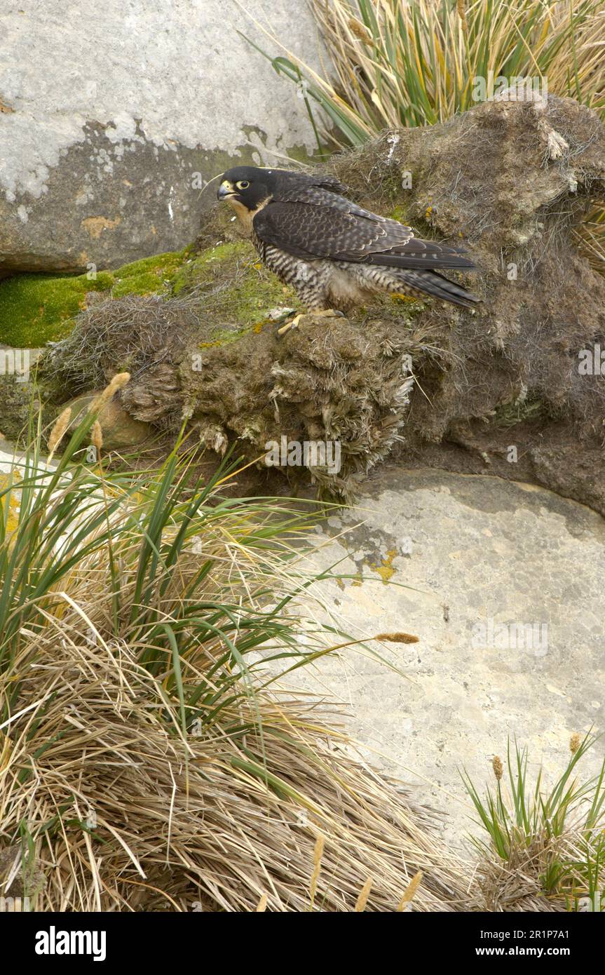 Cassin's Peregrine Falcon (Falco peregrinus cassini) adult, on cliff ...