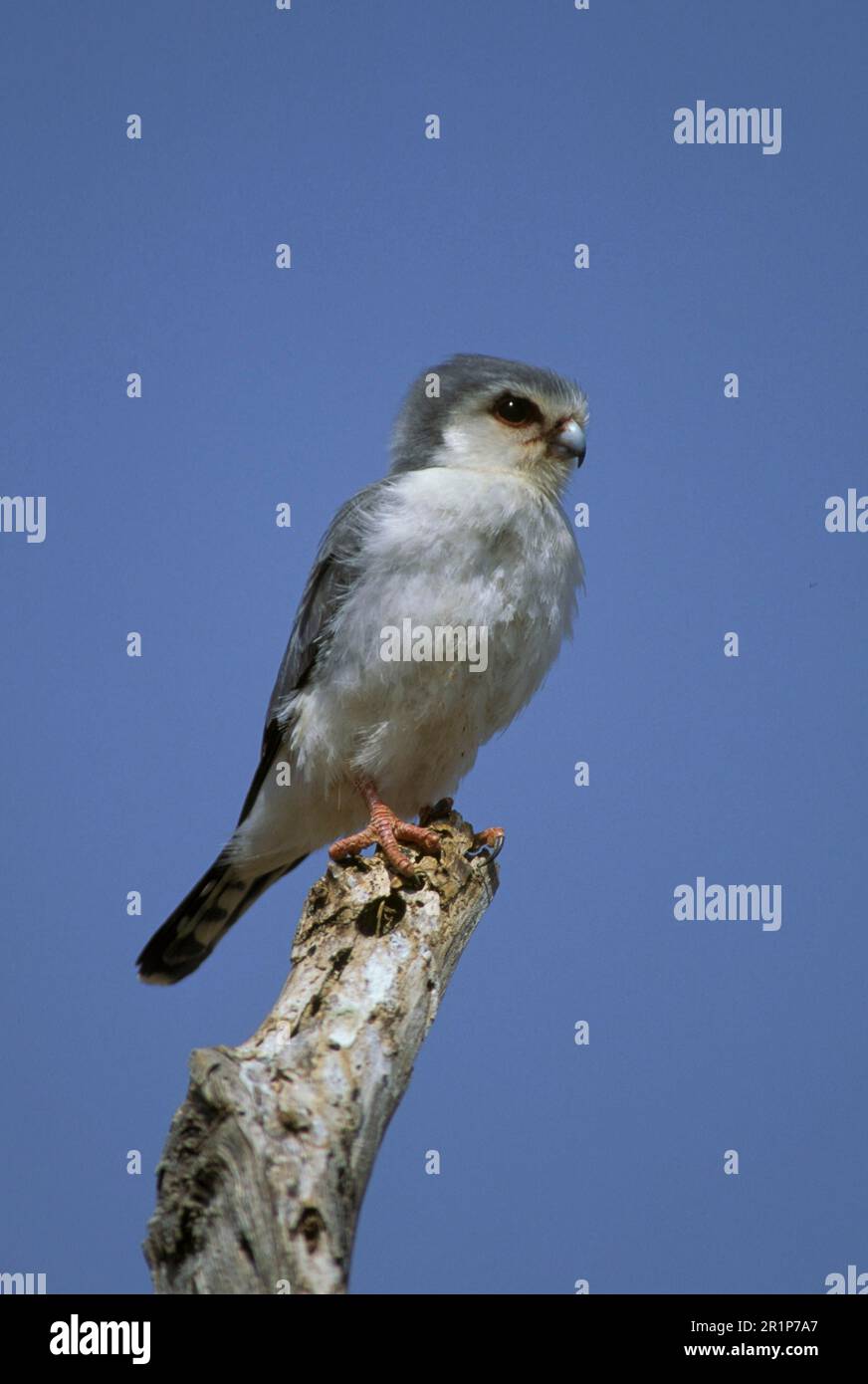 Collared Pygmy Falcon (Polihierax semitorquatus), Collared Pygmy Falcon ...
