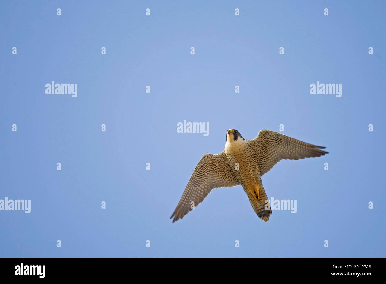 Peregrine falcon falco peregrinus spain hi-res stock photography and ...