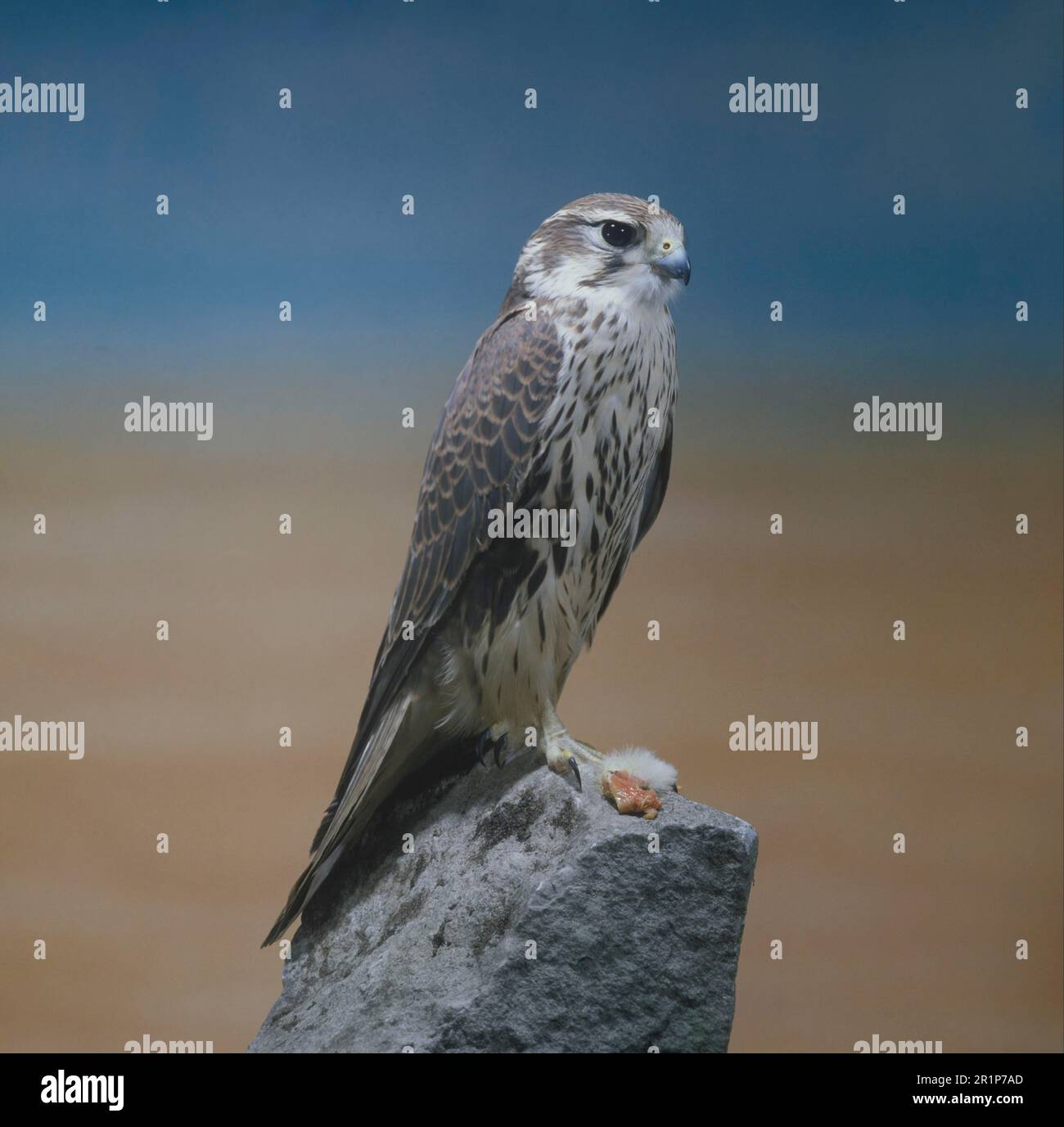 Prairie falcon (Falco mexicanus), prairie falcon, falcon, birds of prey ...