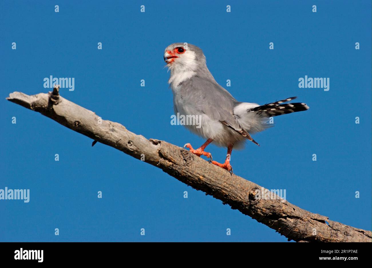 Collared Lesser Kestrel, Collared Lesser Kestrel, Collared Lesser ...