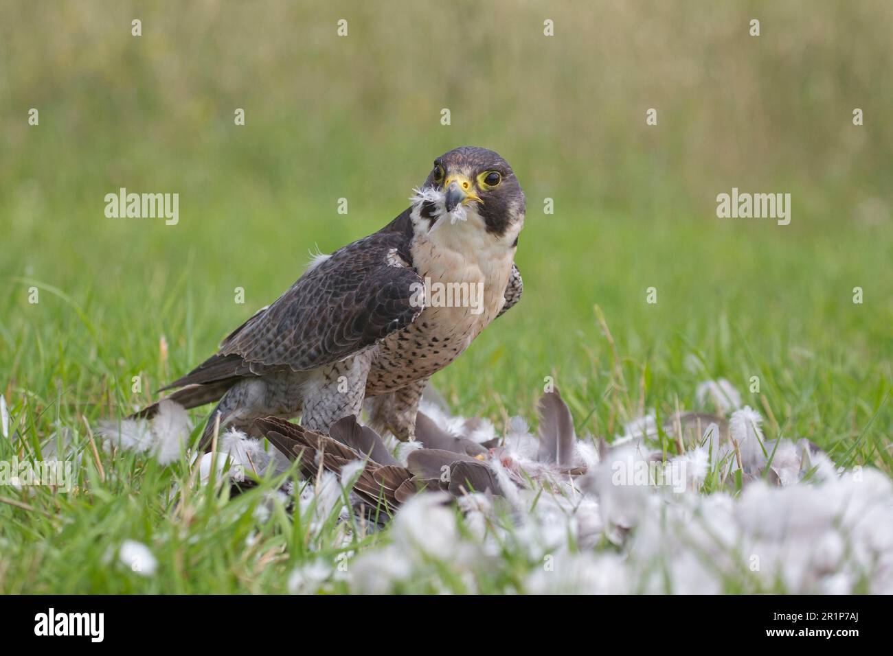 Peregrine falcon (Falco peregrinus) adult, eats and plucks common wood ...