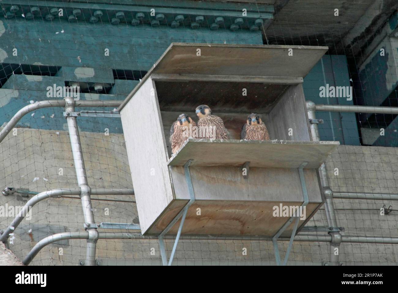 Peregrine falcon falco peregrinus three chicks hi-res stock photography ...