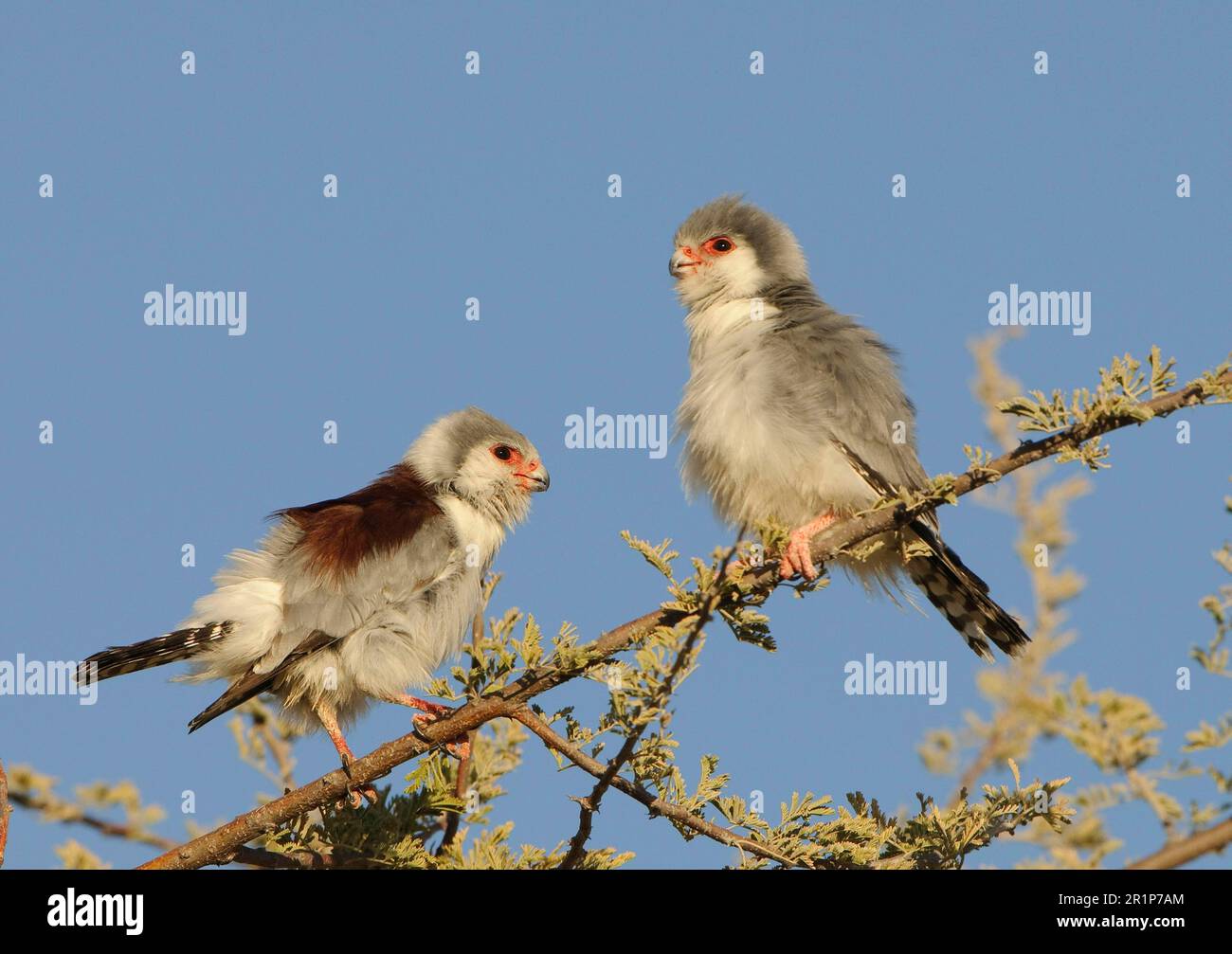 African Pygmy-falcon (Polihierax semitorquatus) adult pair, perched on ...
