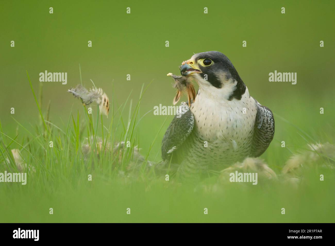 Peregrine falcon (Falco peregrinus) adult male, plucking feathers from ...