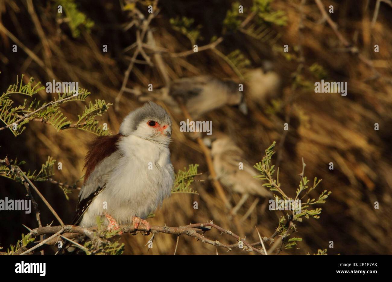 African pygmy falcon hi-res stock photography and images - Alamy