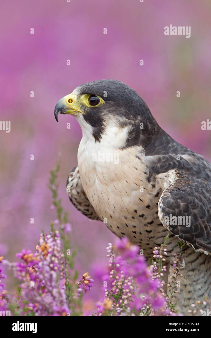 Peregrine falcon head shot hi-res stock photography and images - Alamy
