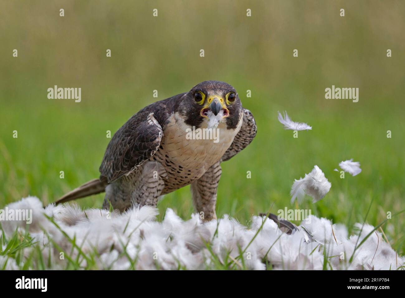 Peregrine falcon (Falco peregrinus) adult, eats and plucks common wood ...