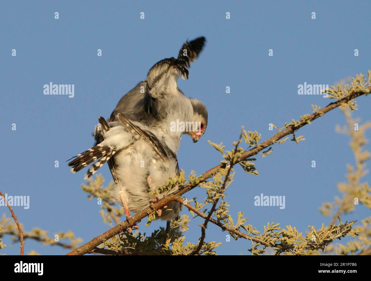 African Pygmy-falcon (Polihierax semitorquatus) adult pair, mating on ...