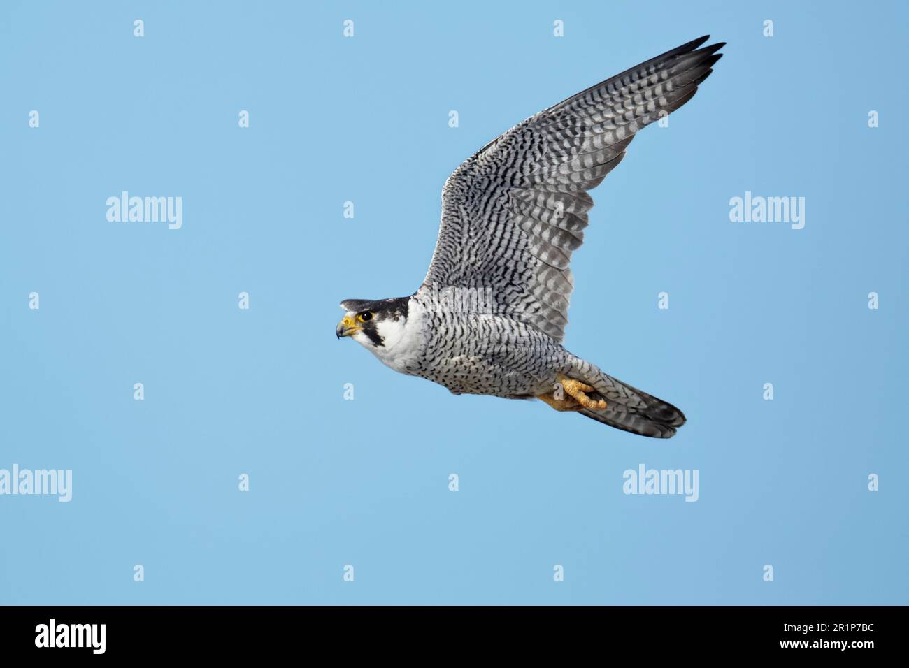 Peregrine Falcon (Falco peregrinus tundrius) adult, in flight, Nunavut ...