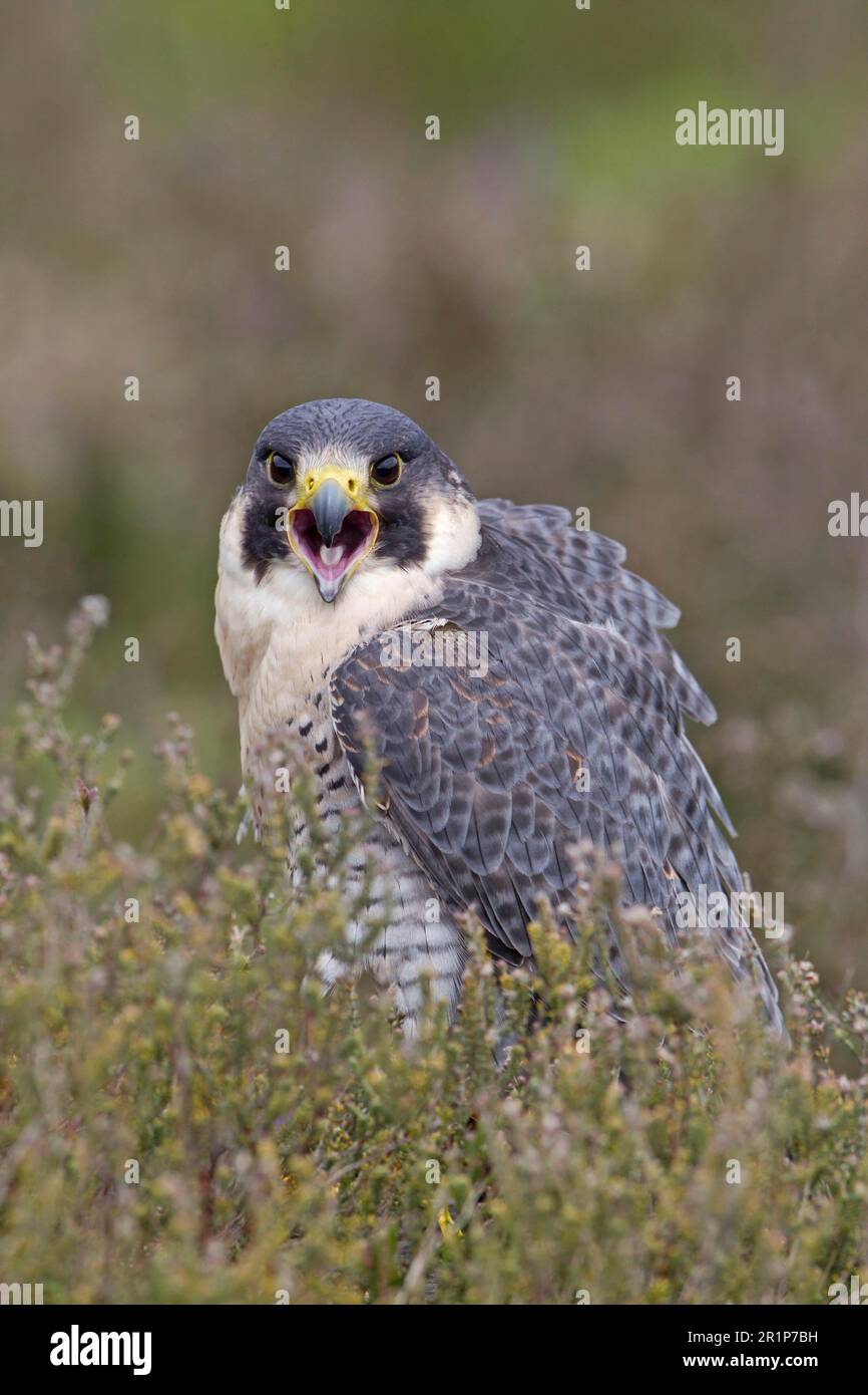 Peregrine falcon england hi-res stock photography and images - Alamy