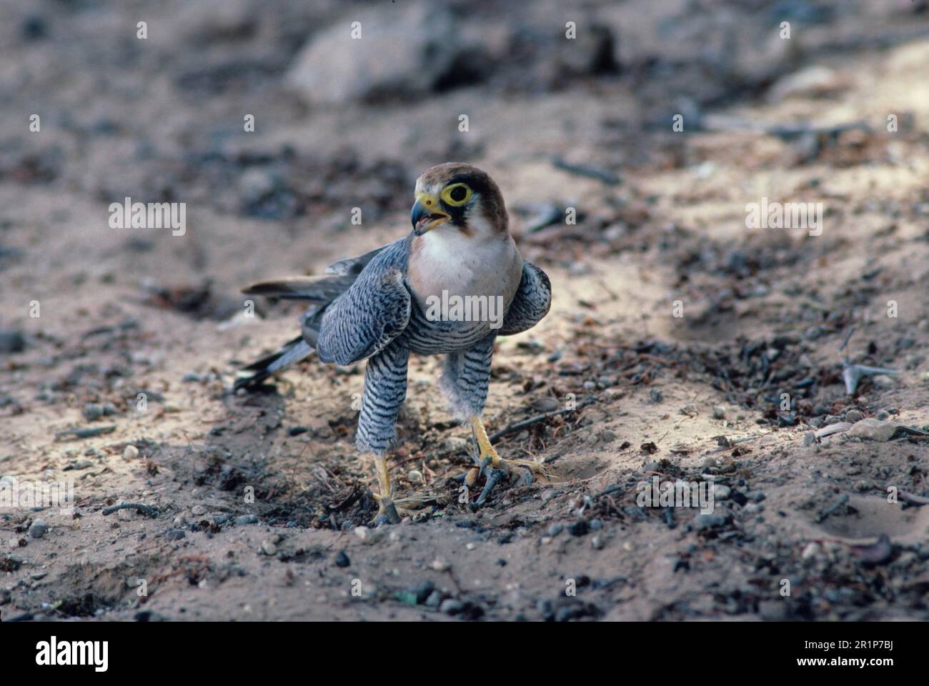 Red-necked falcon (Falco chicquera), Standing on Ground Red-collared ...
