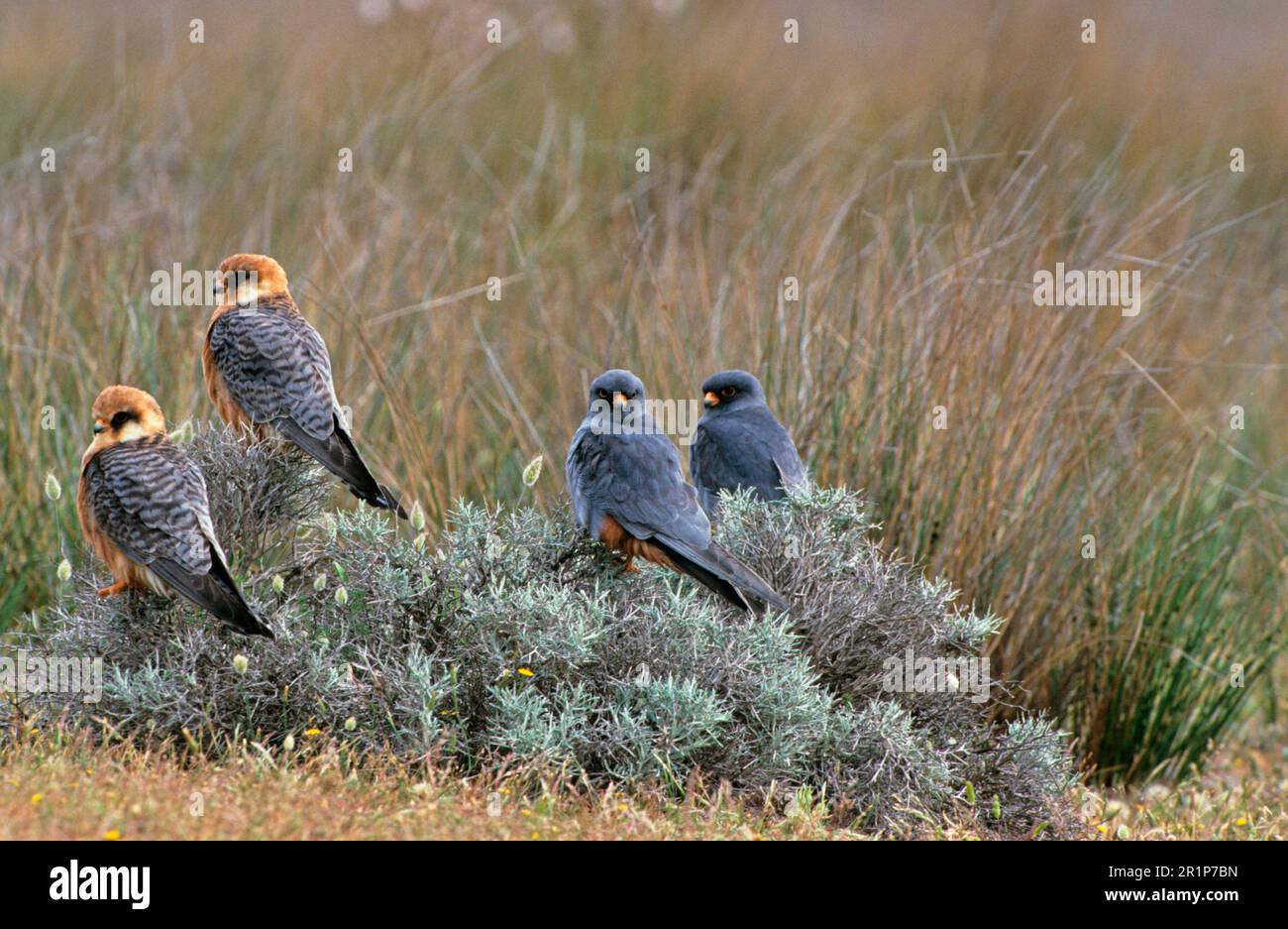 Group of four falcons hi-res stock photography and images - Alamy