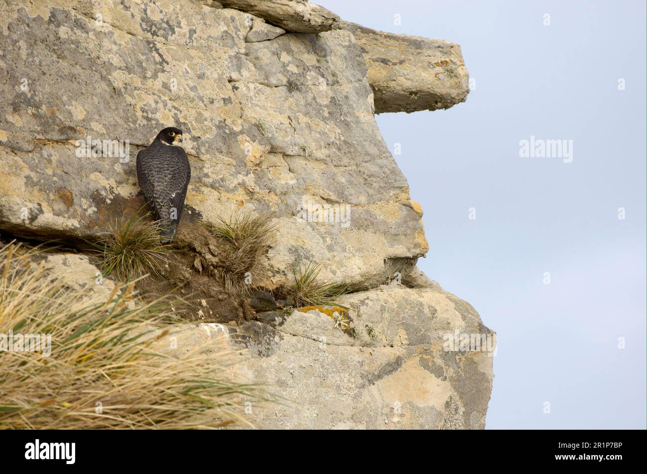 Cassin's Peregrine Falcon (Falco peregrinus cassini) adult, on cliff ...