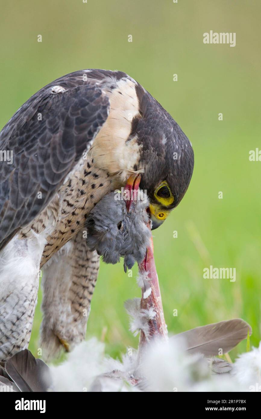 Common falcon hi-res stock photography and images - Alamy