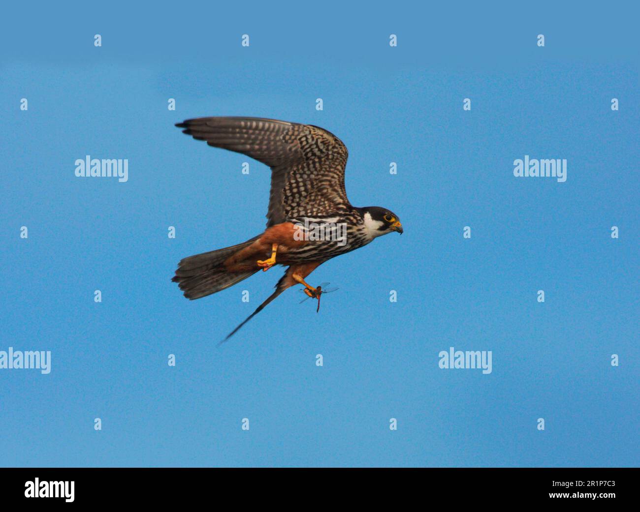 Eurasian Hobby (Falco subbuteo) adult, in flight, with dragonfly prey ...
