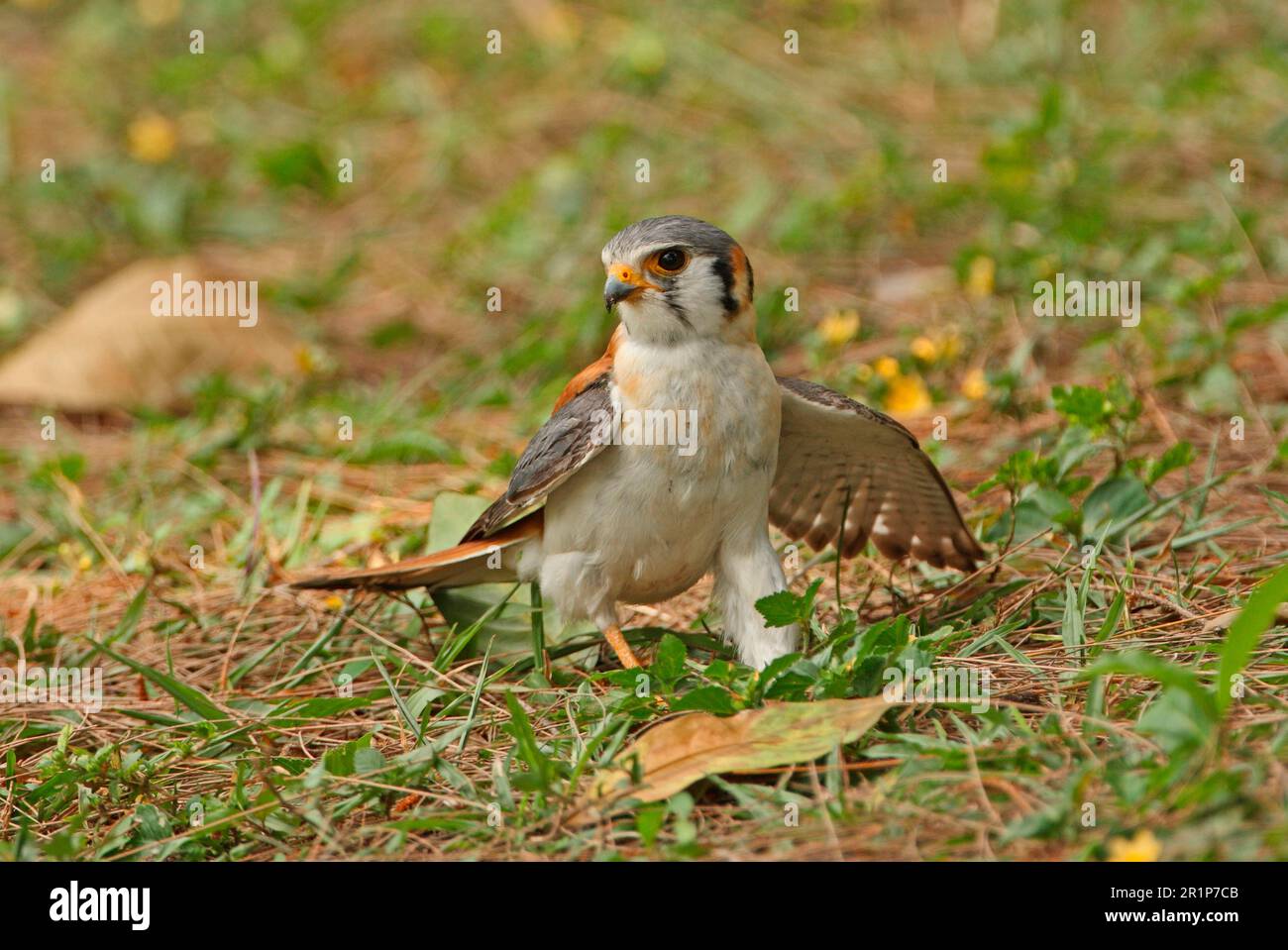 American Common Kestrel (Falco sparverius), adult male, snatching prey ...