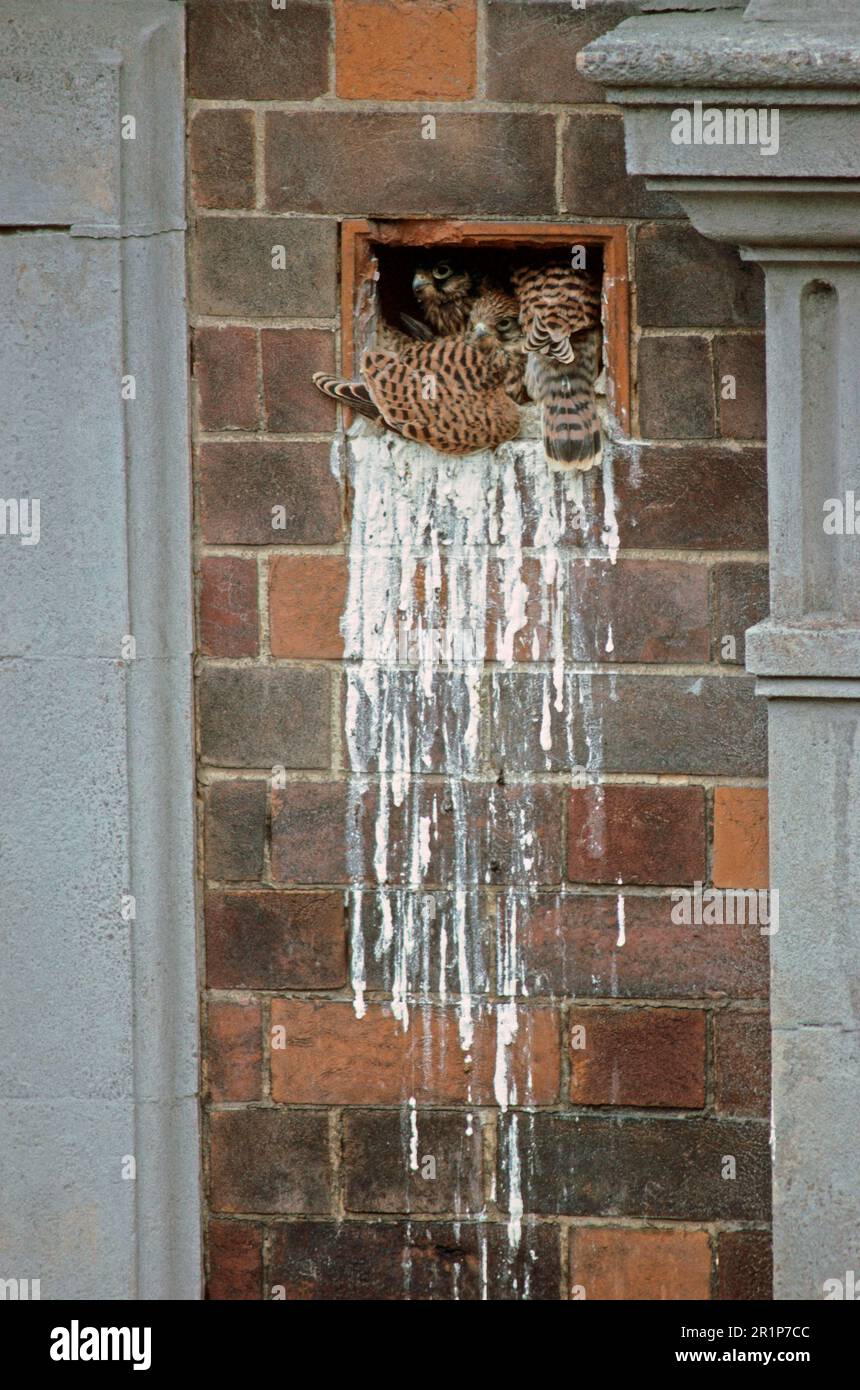 Common kestrel (Falco tinnunculus) young, nesting in factory wall ...
