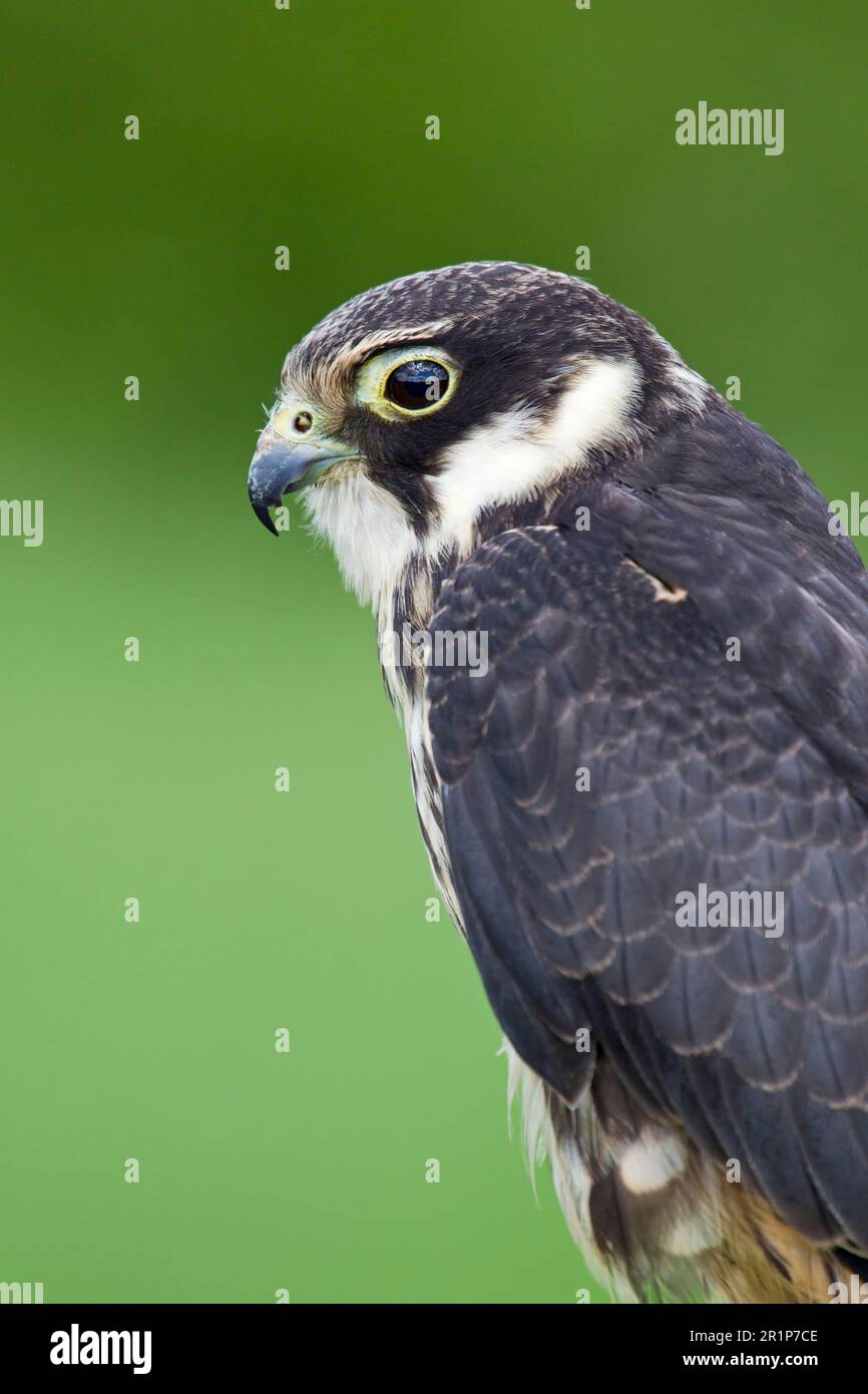 Northern hobby falco subbuteo hi-res stock photography and images - Alamy