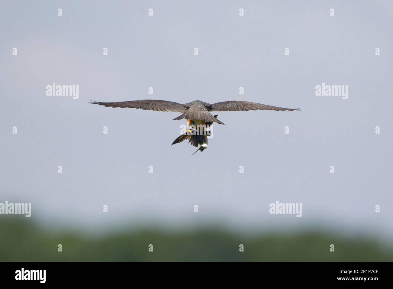 Falco subbuteo house martin hi-res stock photography and images - Alamy