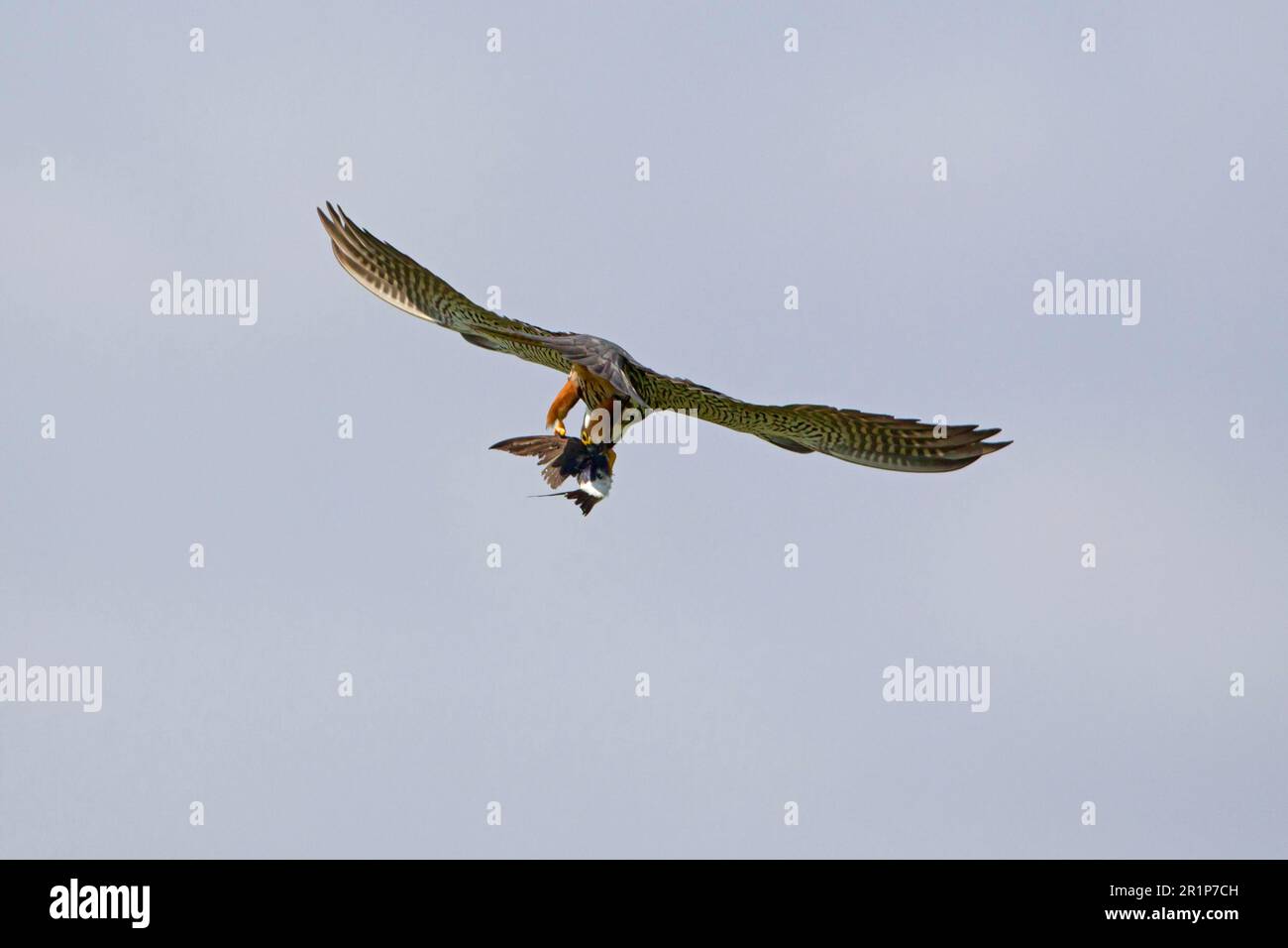 Falco subbuteo house martin hi-res stock photography and images - Alamy