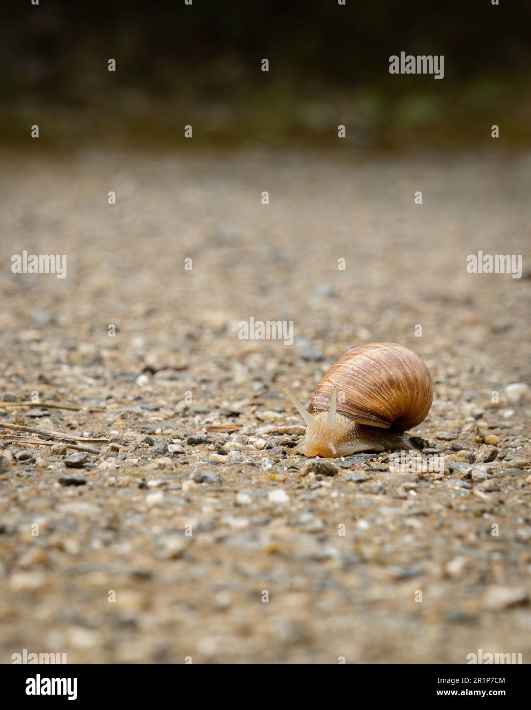 Garden snail orange shell brown hi-res stock photography and images - Alamy