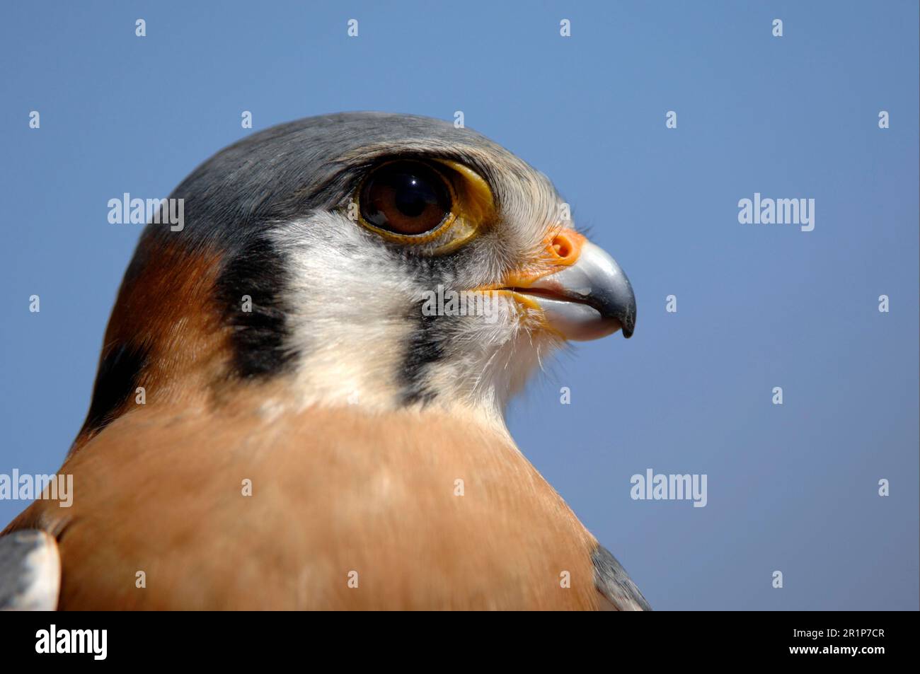 American Kestrel (Falco sparverius) Close-up of head, Arizona (U.) S. A ...
