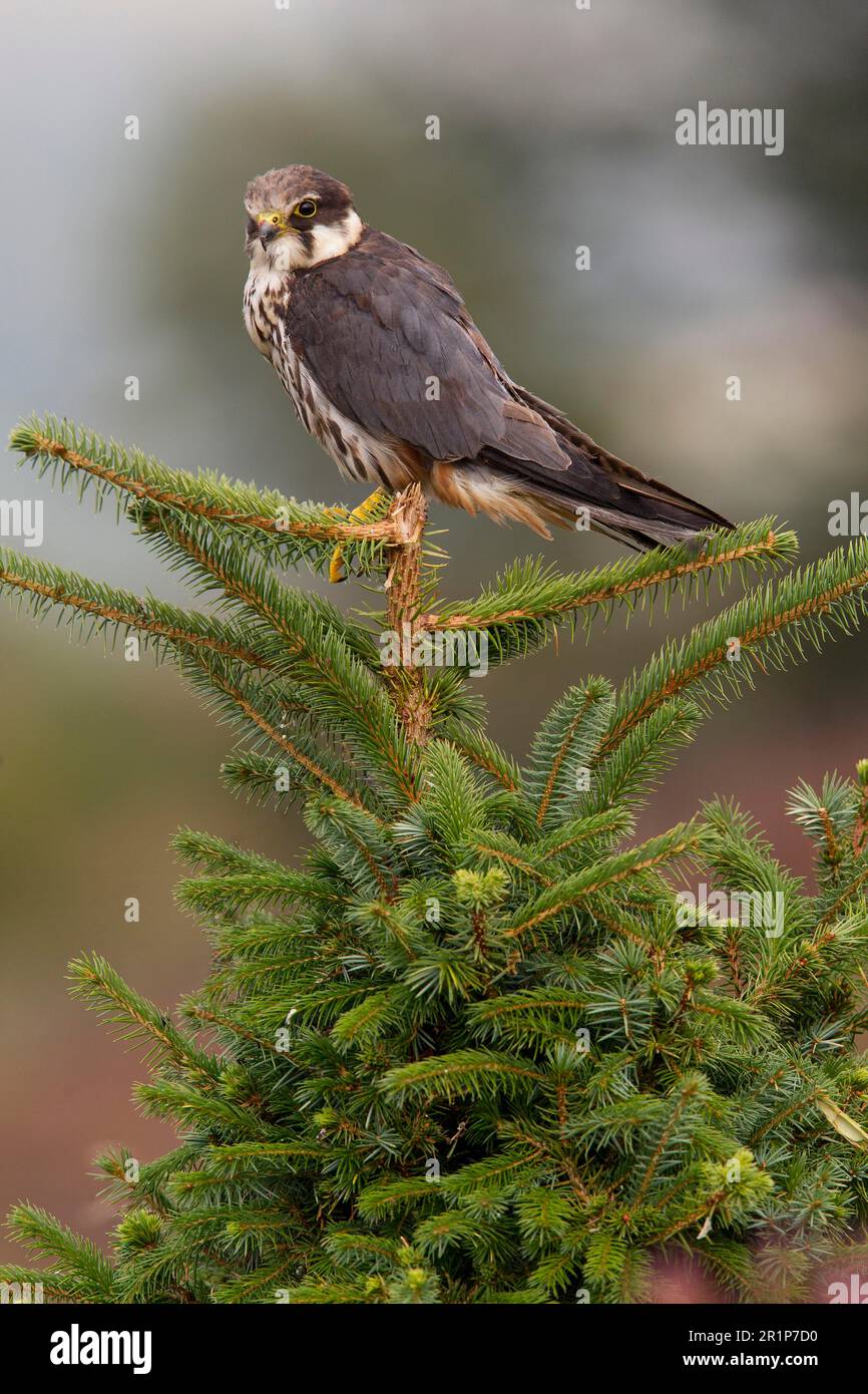 Eurasian eurasian hobby (Falco subbuteo) adult, sitting on conifer ...