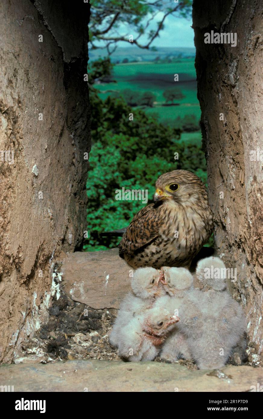 Common kestrel (Falco tinnunculus) (S) Four chicks at the nest in an ...