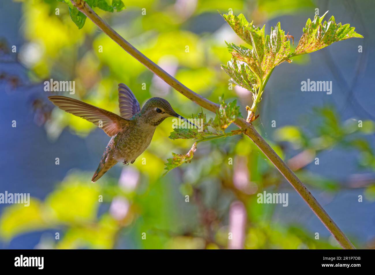 The Anna's hummingbird (Calypte anna) in its natural habitat Stock ...