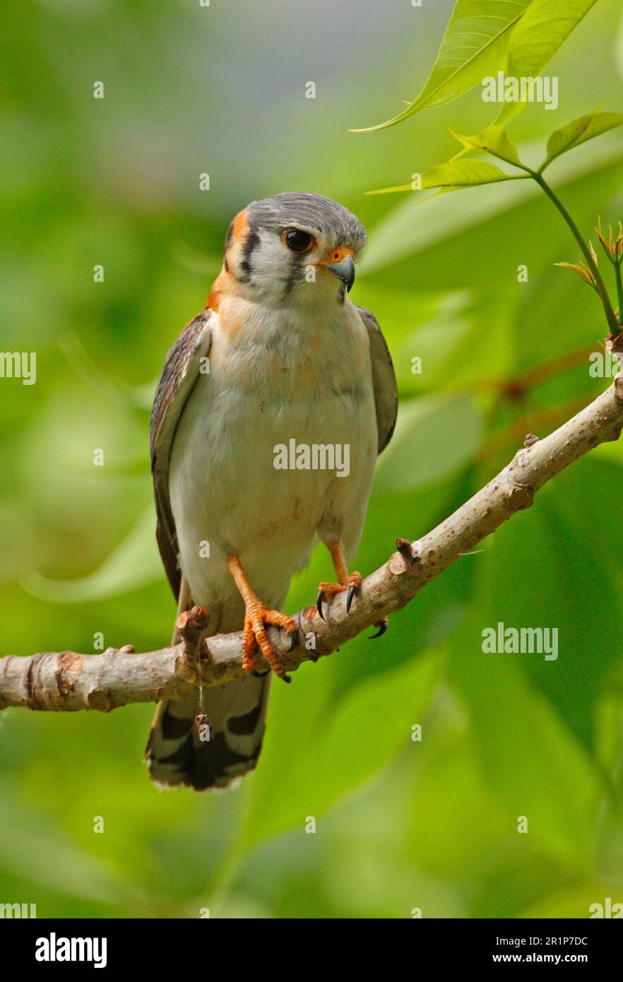 American Common Kestrel (Falco sparverius), adult male, sitting on a ...