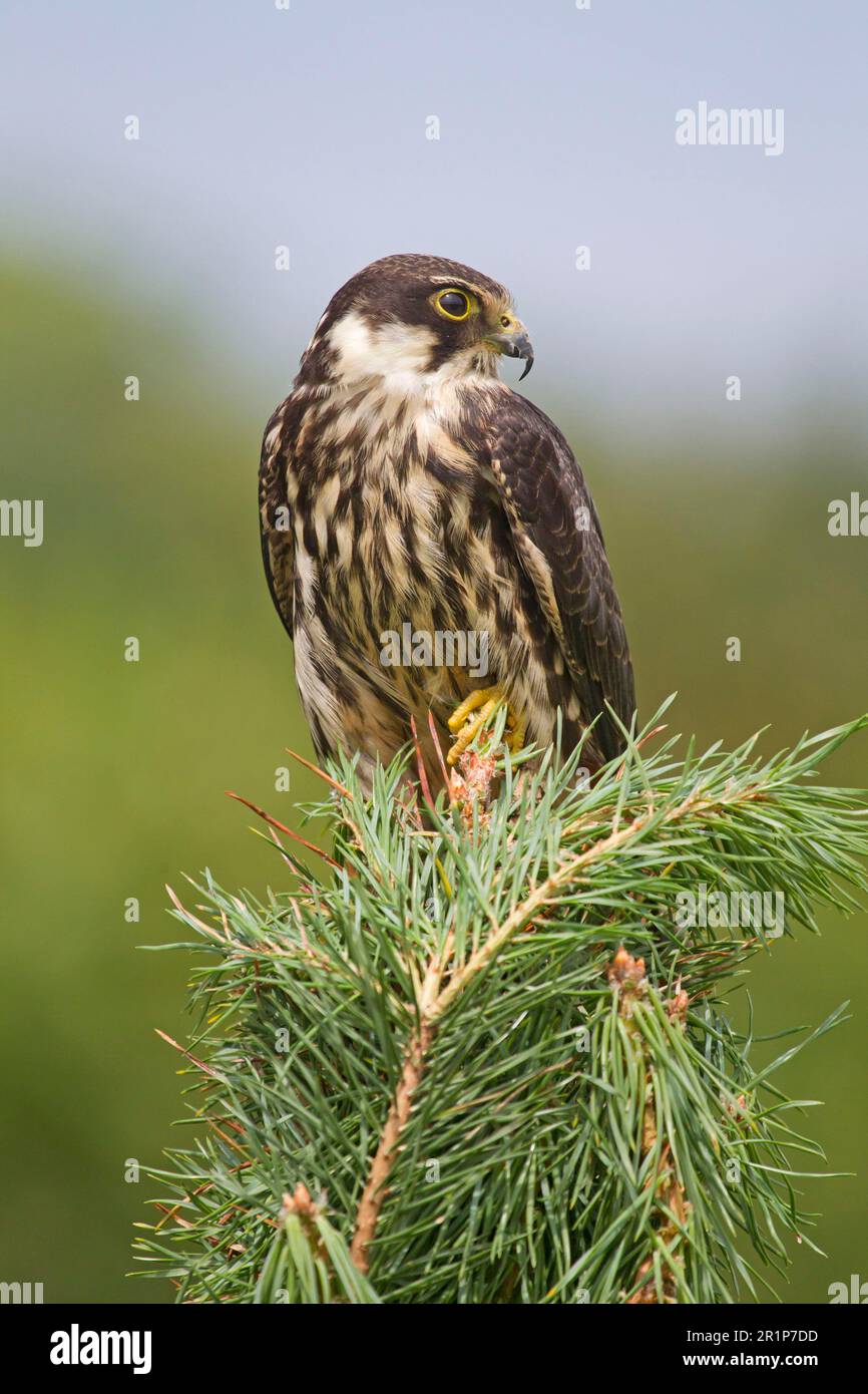 Eurasian Hobby (Falco subbuteo) immature, perched on pine tree, August ...