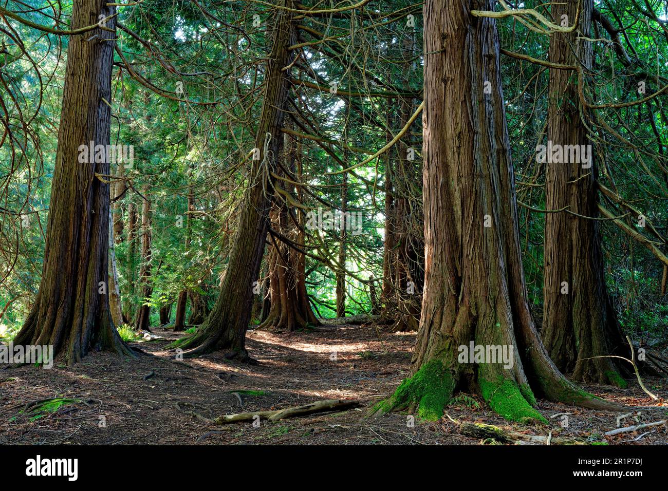 The dense trees at Royal Roads University in Victoria, BC, Canada Stock ...