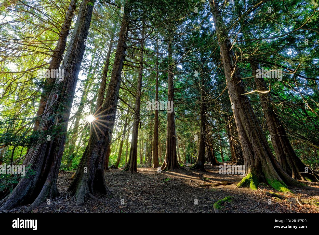 The dense trees at Royal Roads University in Victoria, BC, Canada Stock ...
