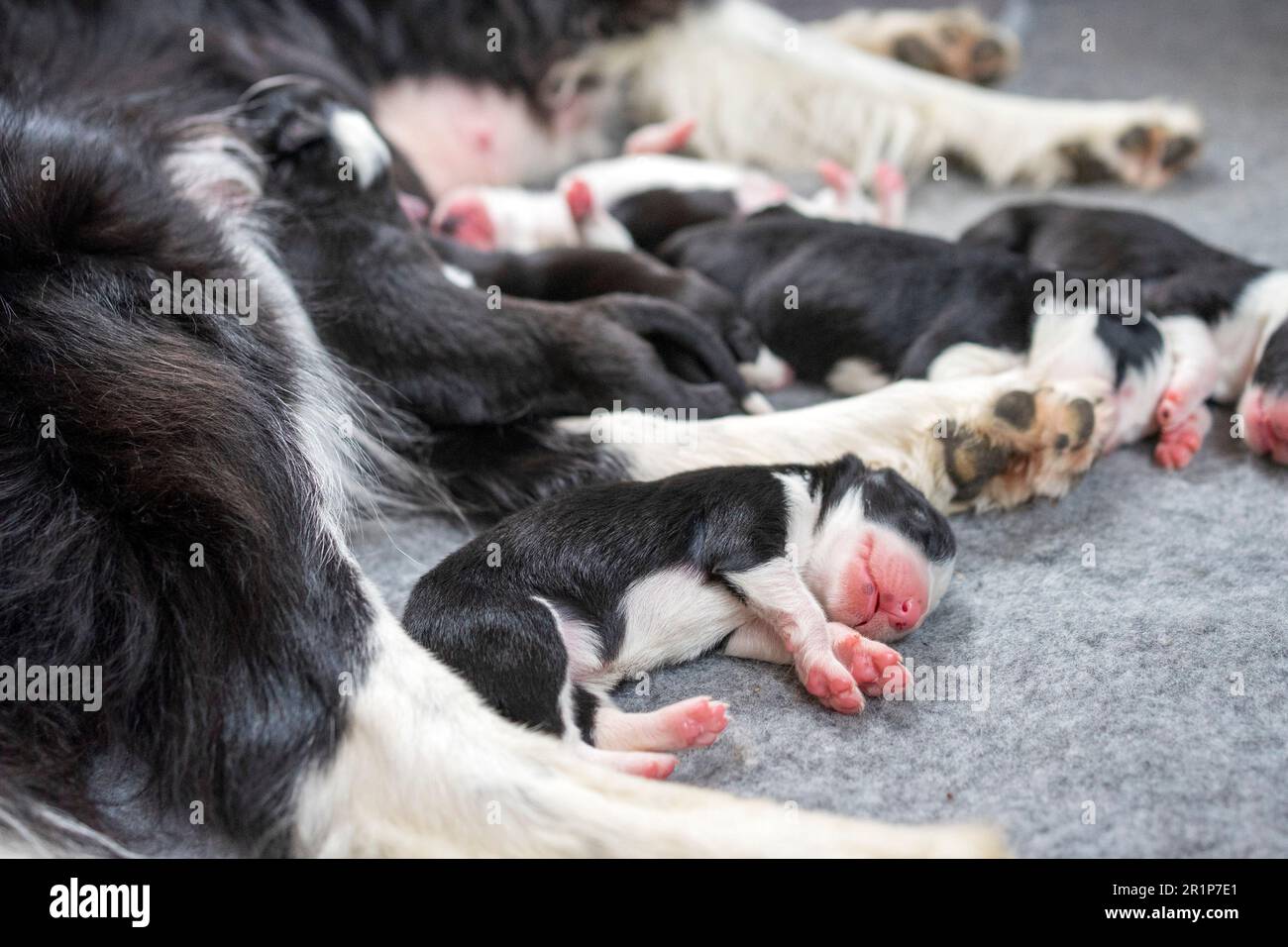 Week-old Border Collie puppies resting in a whelping box, eyes closed ...
