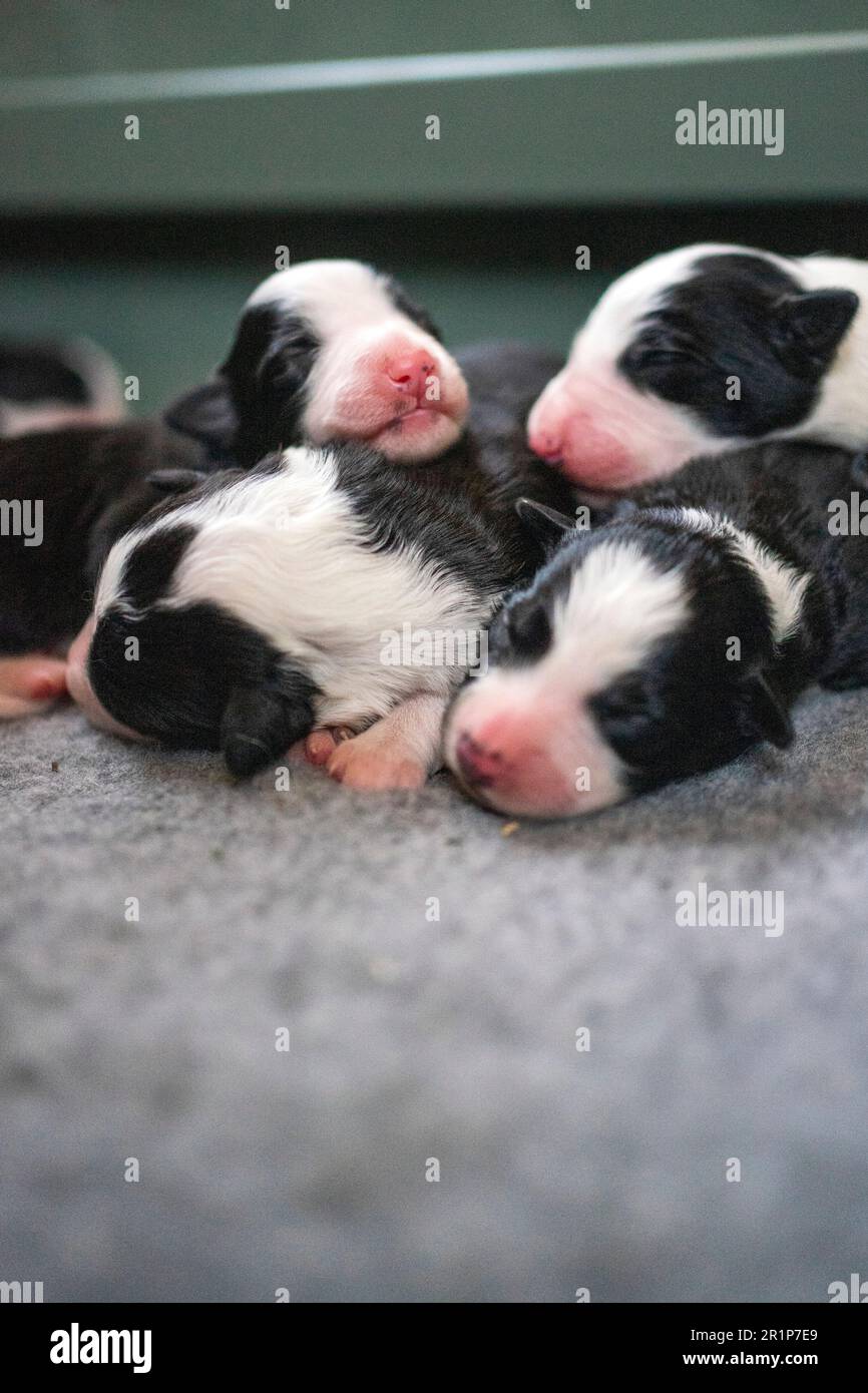 Week-old Border Collie puppies resting in a whelping box, eyes closed ...