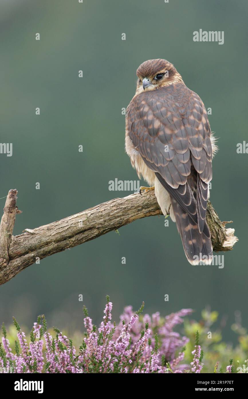 Merlin (Falco columbarius) immature male, first year plumage, sitting ...