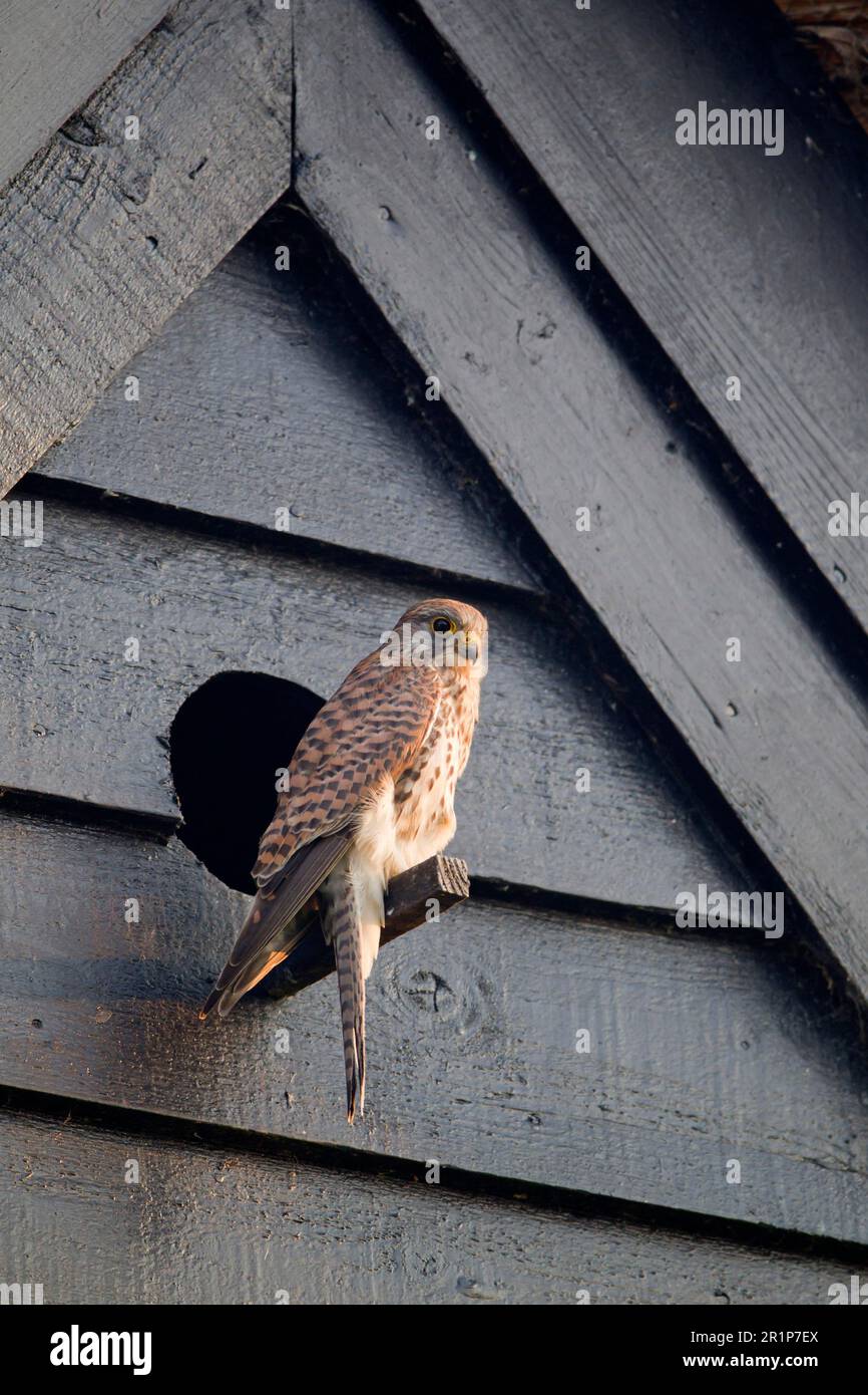 Common common kestrel (Falco tinnunculus), adult female, sitting at the ...
