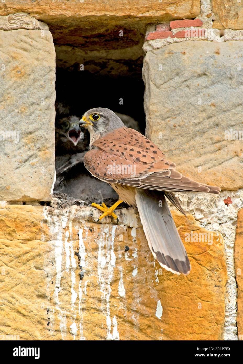 Common Kestrel (Falco tinnunculus) adult male, with chicks at nest ...